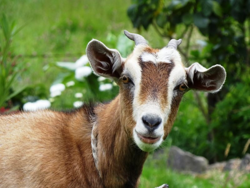 'LE BESTIE STANNO ALTROVE' n°7: BEA, LA CAPRETTA